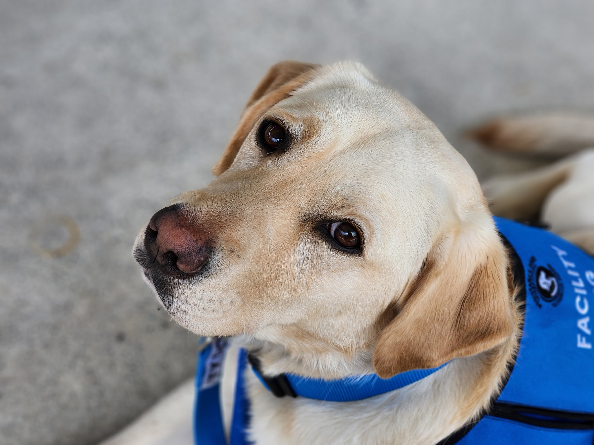 WCDA Announces Canine Companions® Facility Dog Kace | Washoe Life